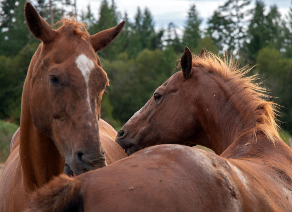 Saving horses by harnessing human happiness: Fox-Bell venues offer ...