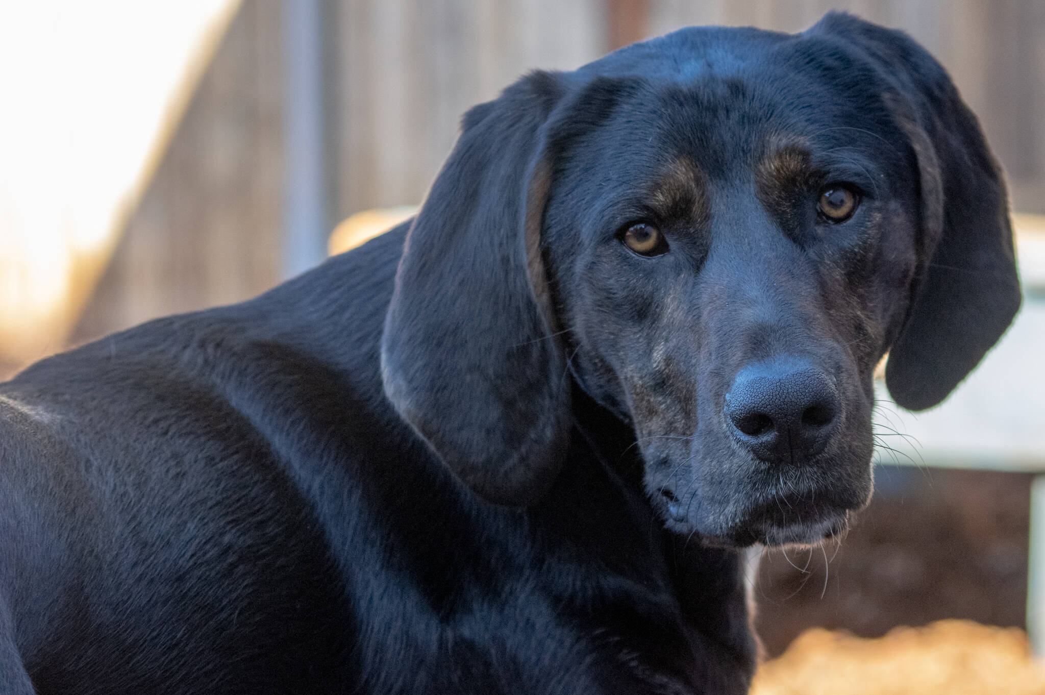 Time to ‘raise a Paw’ for WAG dogs | Sequim Gazette