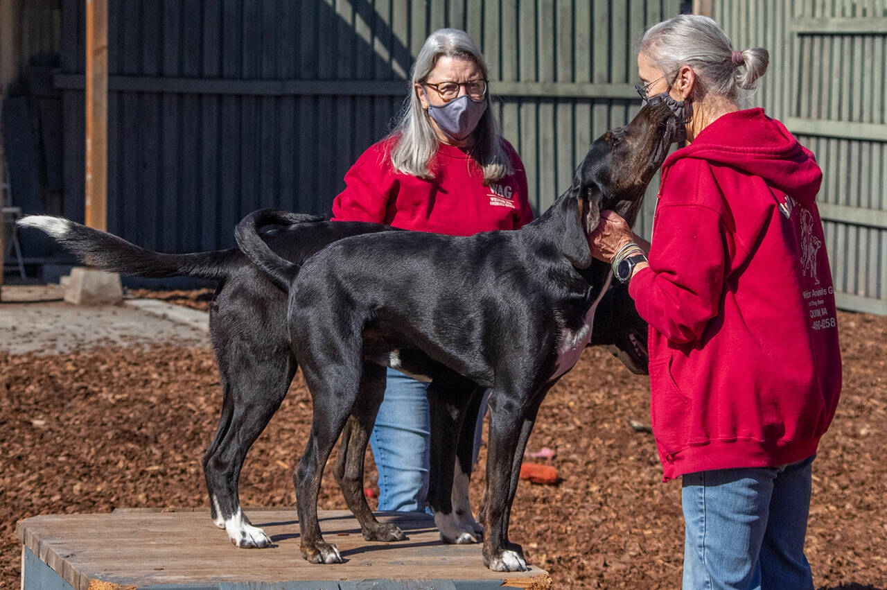 Time to ‘raise a Paw’ for WAG dogs | Sequim Gazette