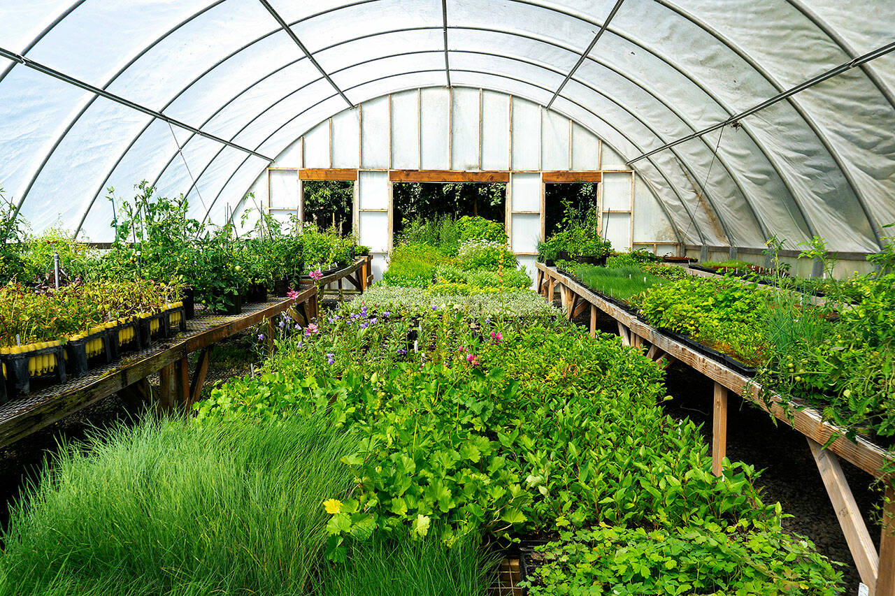 What’s Happening at the Market: Viewing dynamic life through native ...