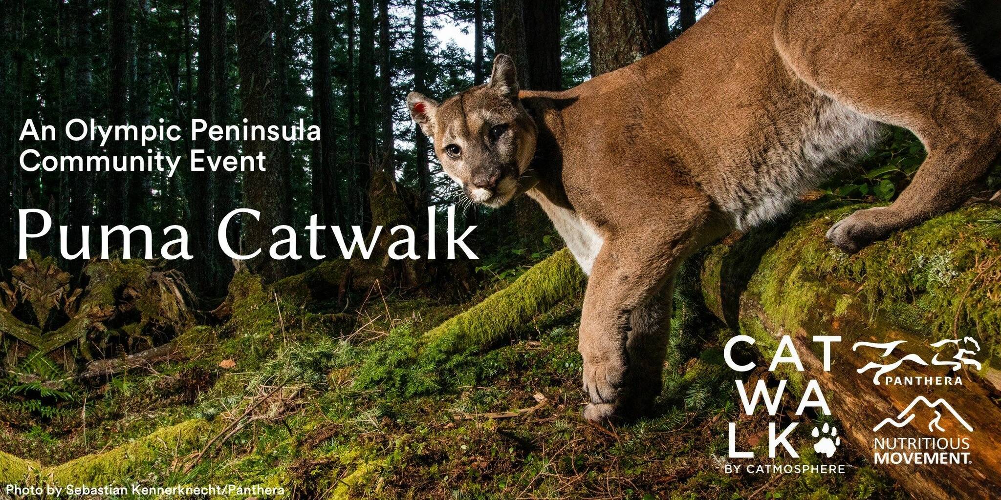 Learn about peninsula’s big cats at ‘Puma Catwalk’ | Sequim Gazette