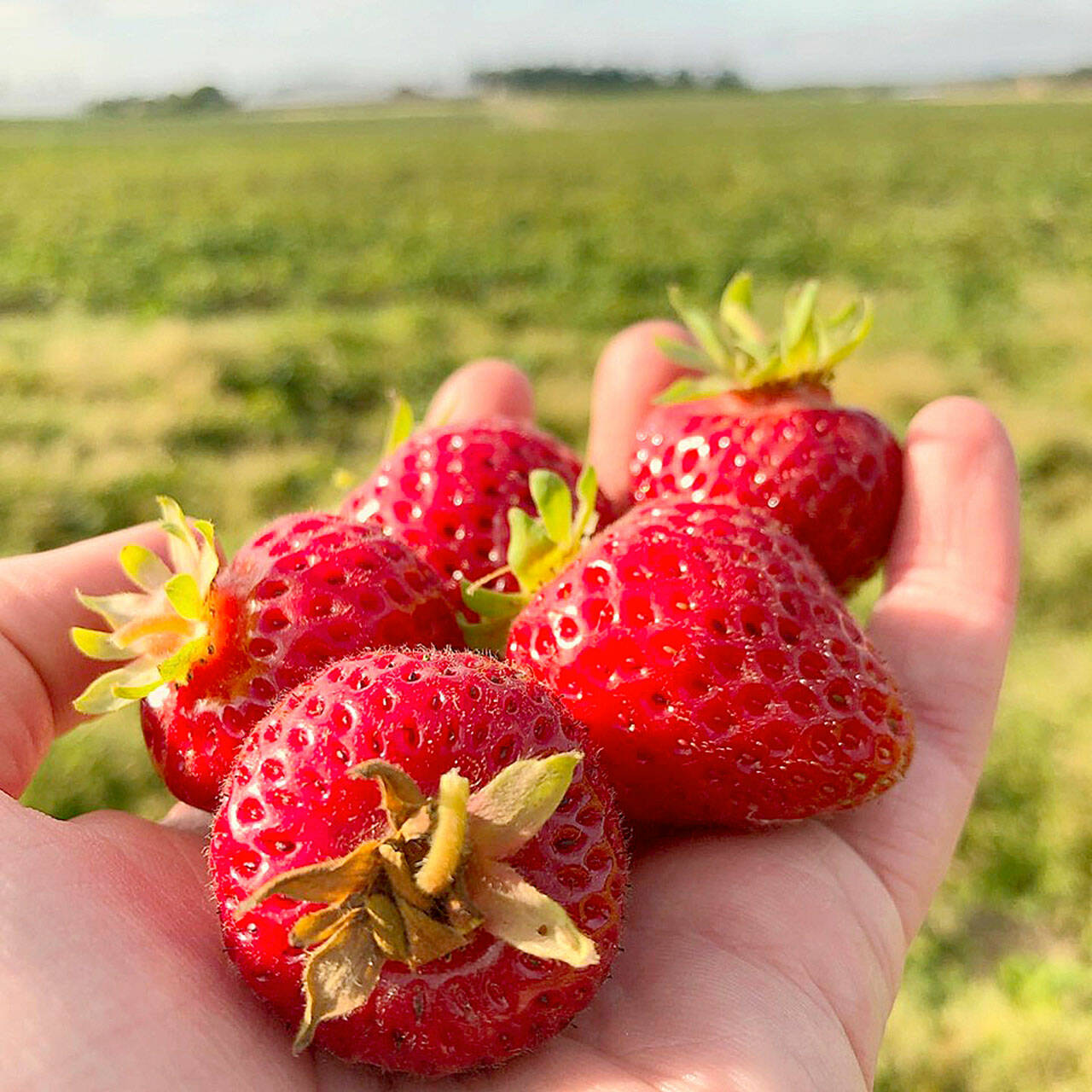 Get It Growing: Good things, such as Alpine strawberries, come in small ...
