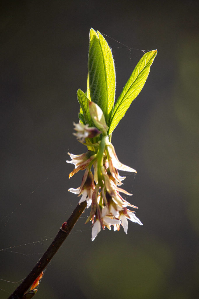 Friendly hands to help restore natural habitats | Sequim Gazette