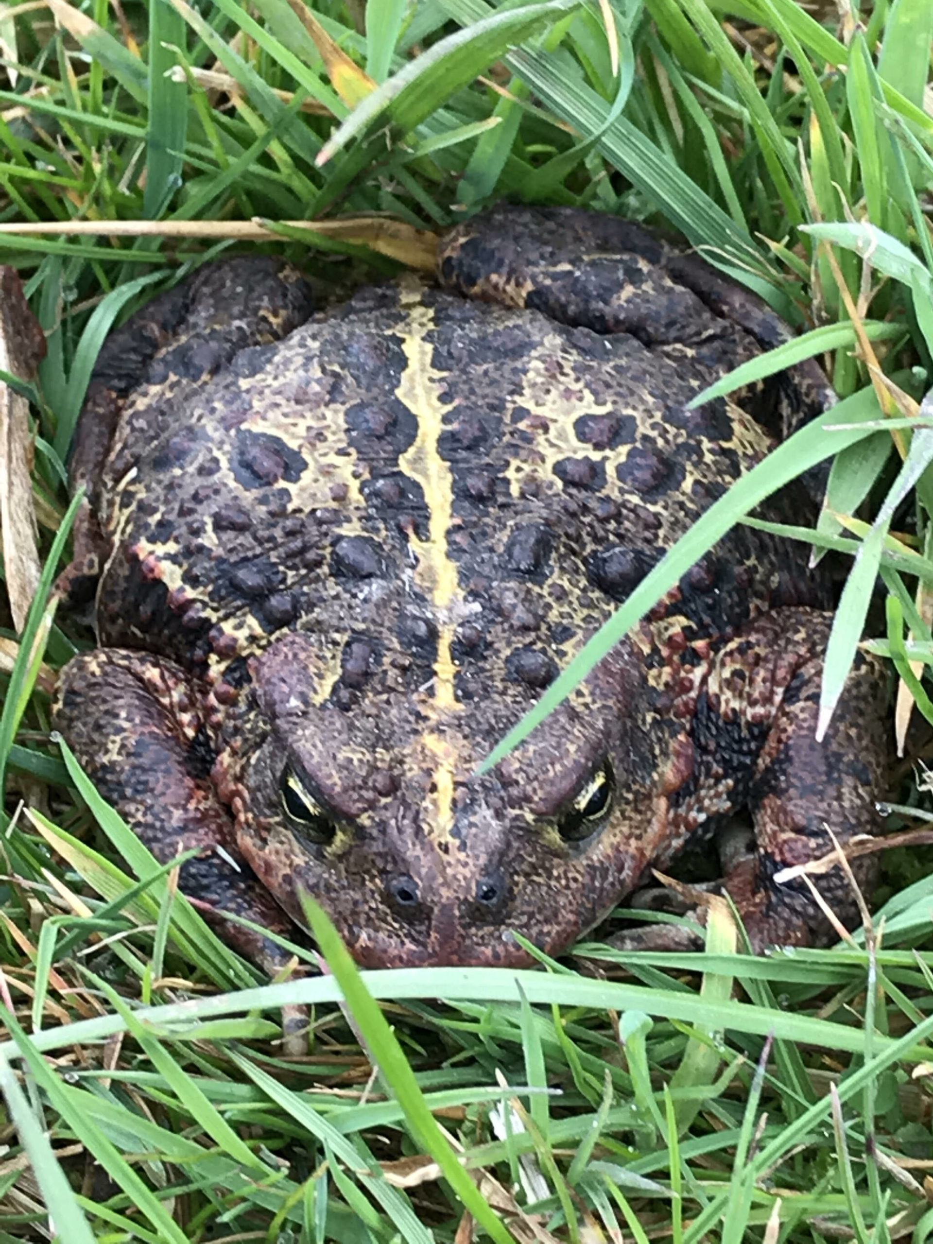 Friendly hands to help restore natural habitats | Sequim Gazette