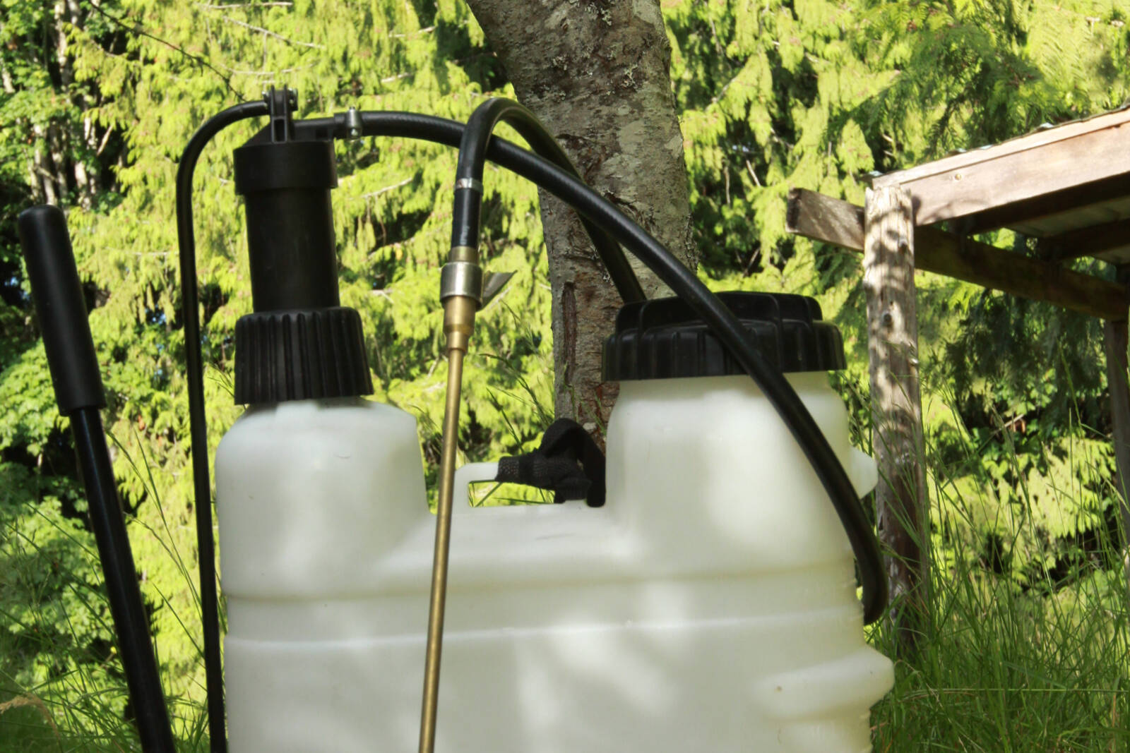 Get It Growing: Spring spraying with horticultural oils | Sequim Gazette