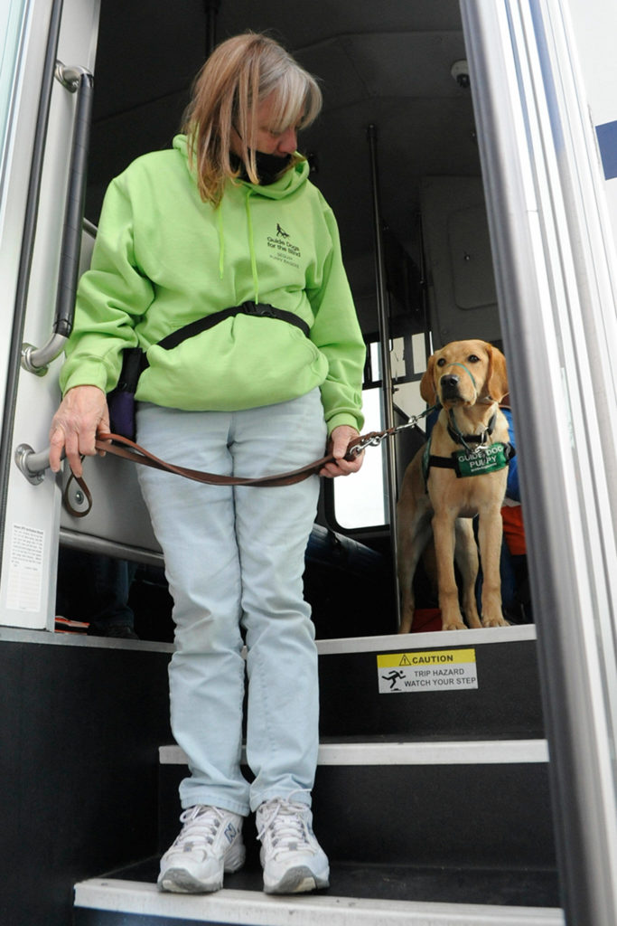 Clallam Transit takes Guide Dogs around Sequim for training | Sequim ...