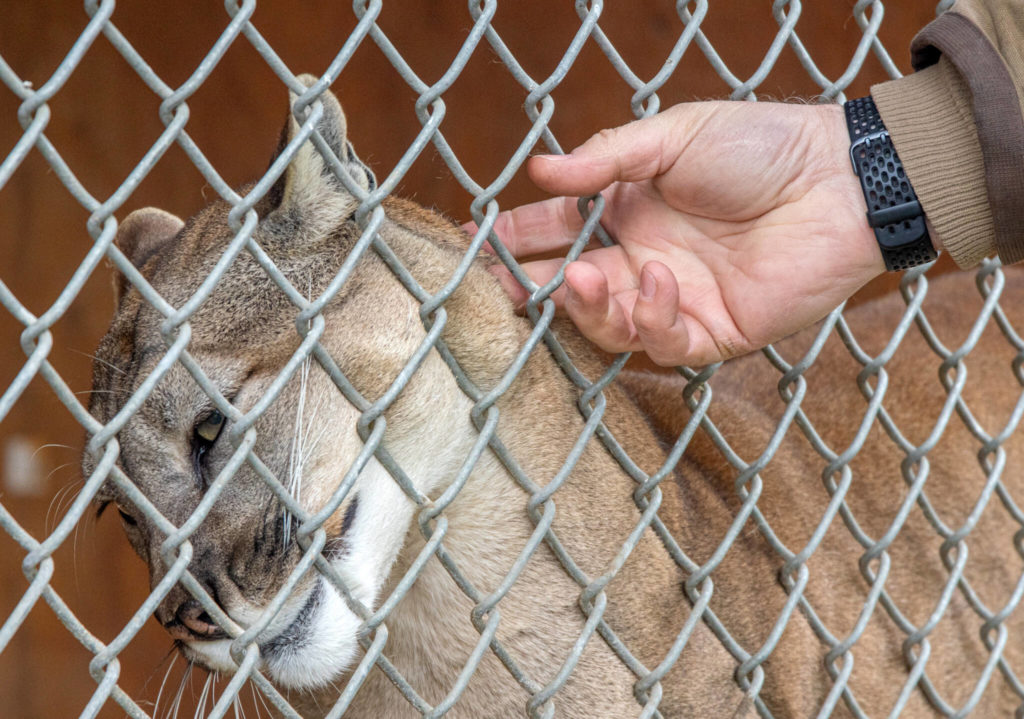 Living large at the Olympic Game Farm | Sequim Gazette