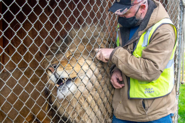 Living large at the Olympic Game Farm | Sequim Gazette