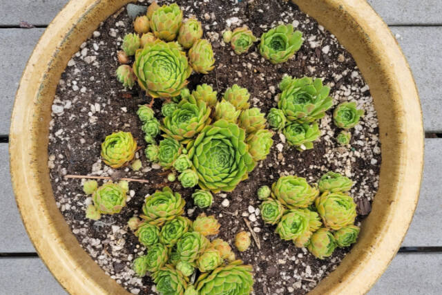 Get It Growing: A spotlight on succulents | Sequim Gazette