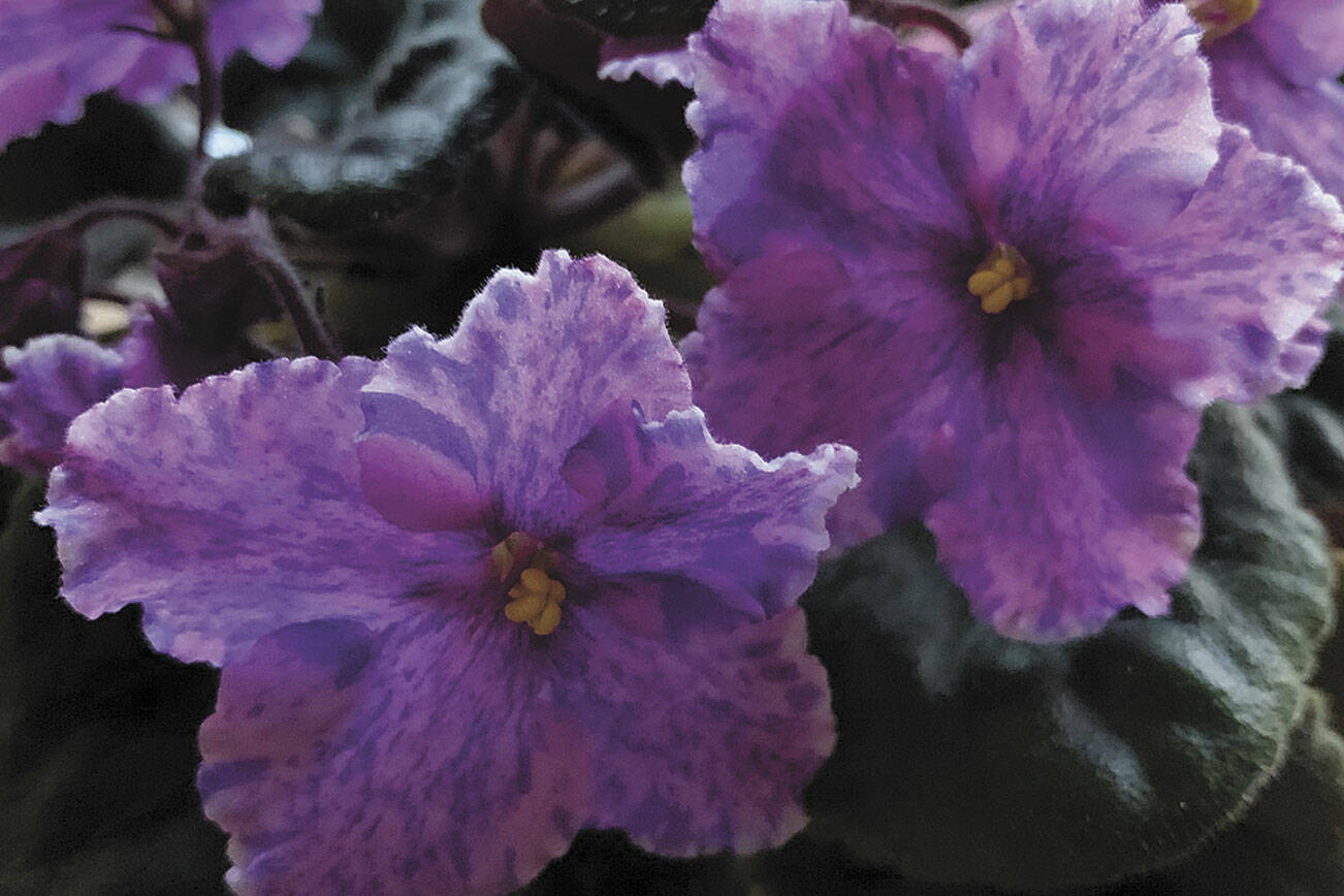 African violets highlight Garden Club talk Oct. 3 | Sequim Gazette