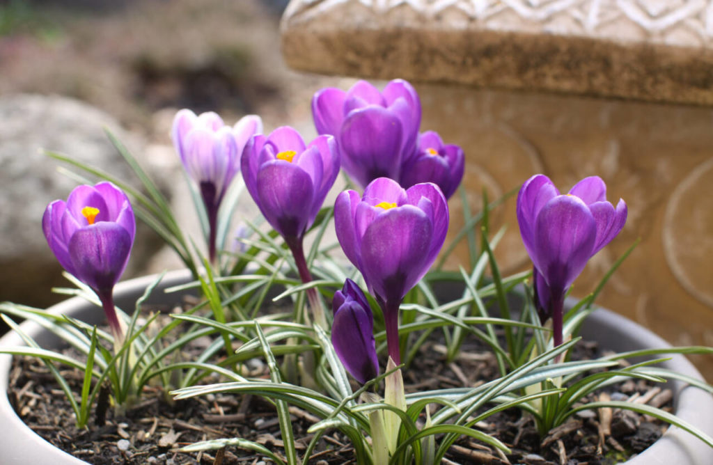 Get It Growing: Therapeutic horticulture at home | Sequim Gazette