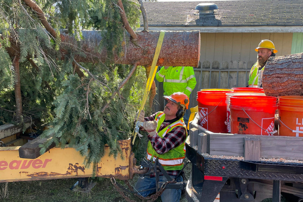 Downtown tree becomes Sequim’s Christmas tree | Sequim Gazette
