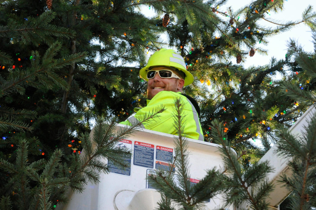 Downtown tree becomes Sequim’s Christmas tree | Sequim Gazette