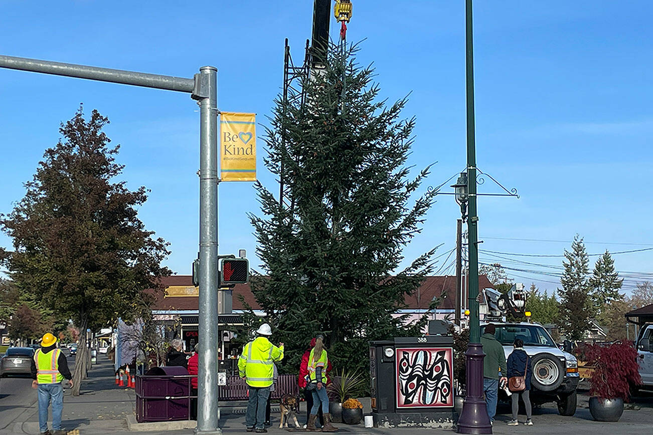 Downtown tree becomes Sequim’s Christmas tree | Sequim Gazette