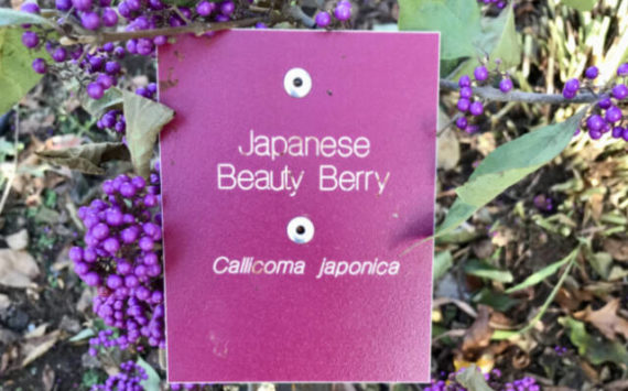 Get It Growing: Fall, winter berry care | Sequim Gazette