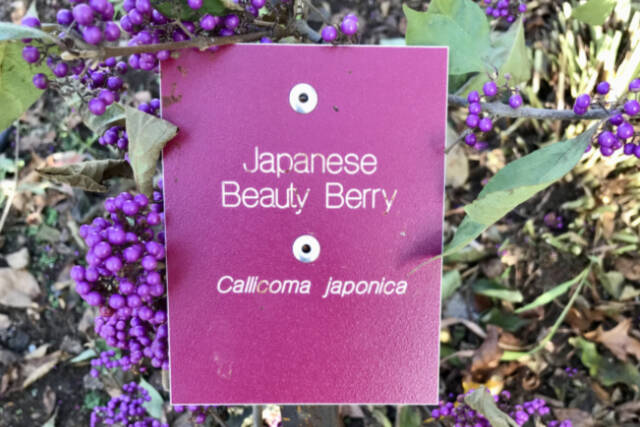 Get It Growing: Beautyberry: a fall spectacular | Sequim Gazette