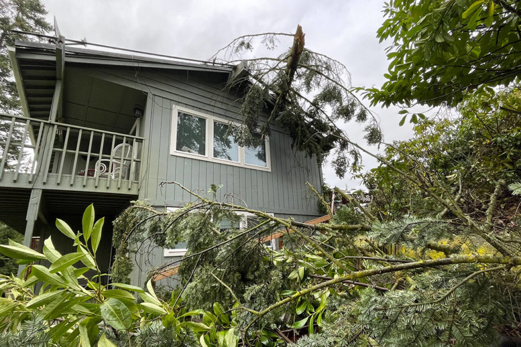 Get It Growing: Dealing with tree, shrub damage | Sequim Gazette