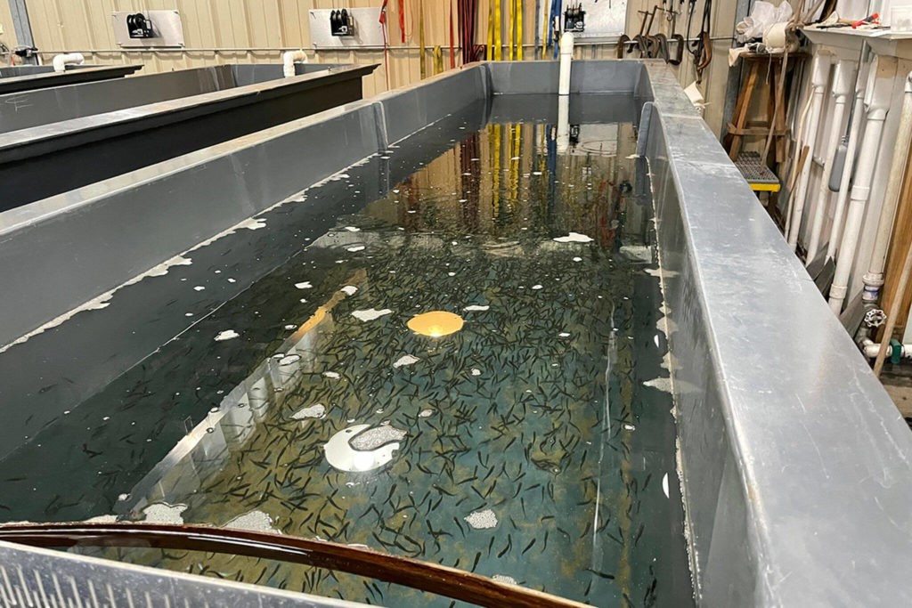 New Hurd Creek Hatchery to move from high risk floodplain | Sequim Gazette