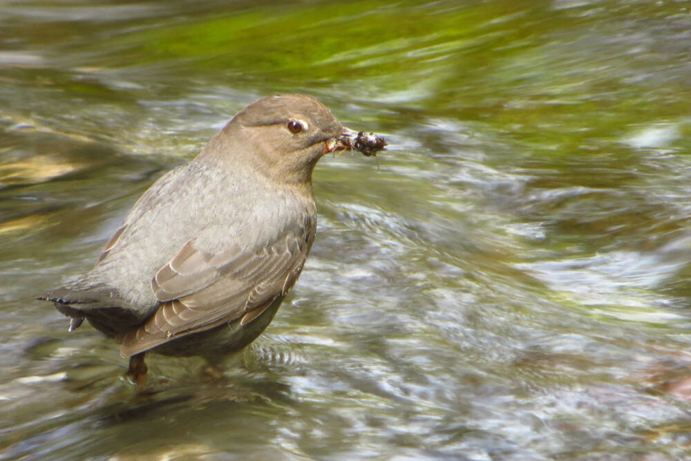 Learn more about ‘Salmon and the American Dipper’ | Sequim Gazette
