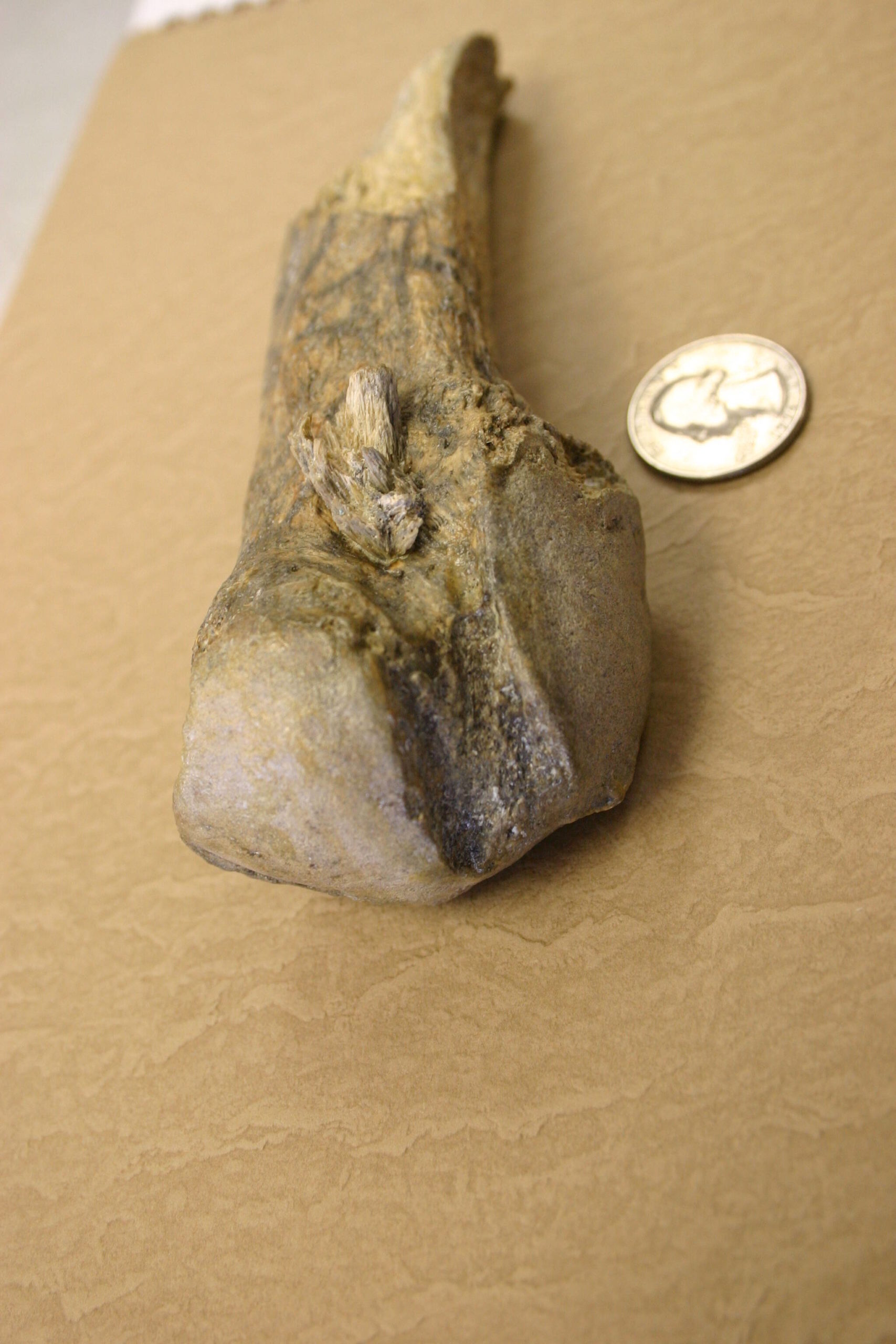 New study confirms date on 13,900-year-old Sequim artifact | Sequim Gazette