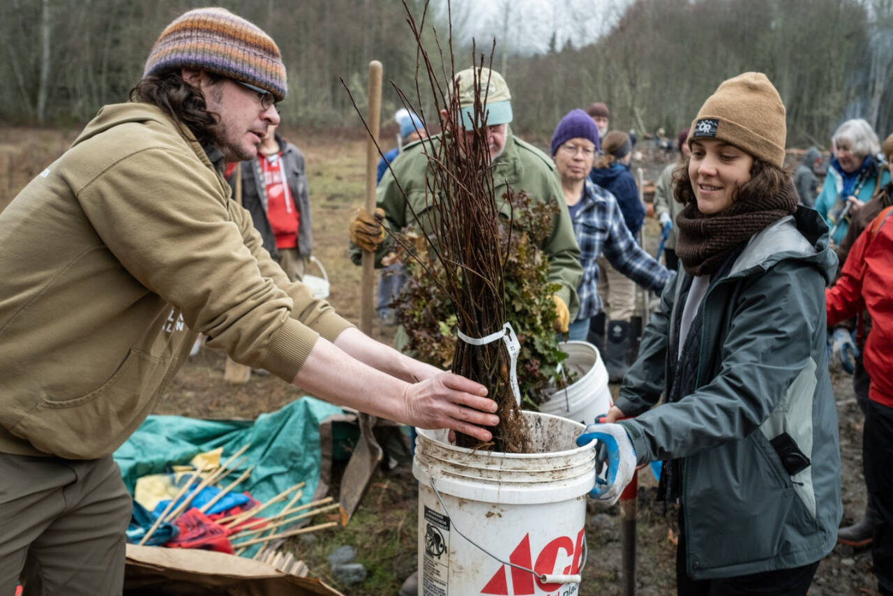 Volunteers sought to help plant trees along Dungeness River | Sequim ...