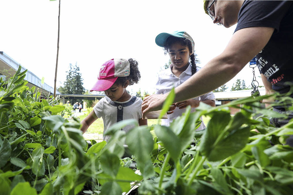 Get It Growing: Soil temperature can tell you when to plant vegetable ...