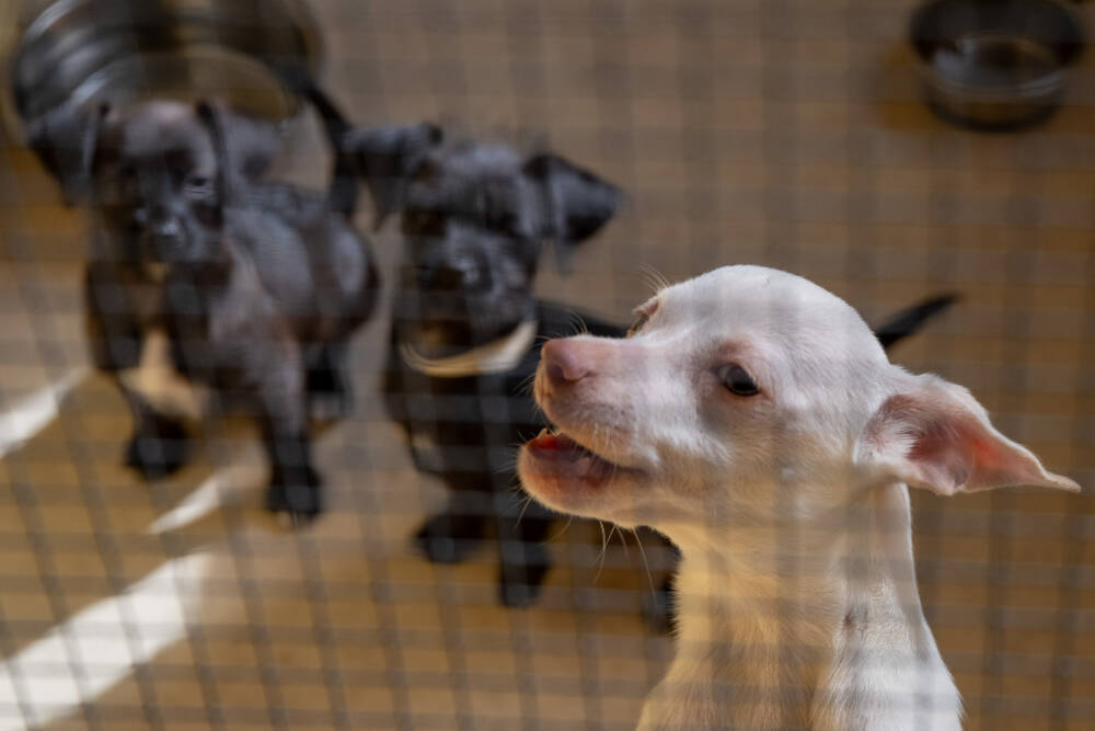 CORRECTED: OPHS rescues 25 small-breed puppies, sets adoption event ...
