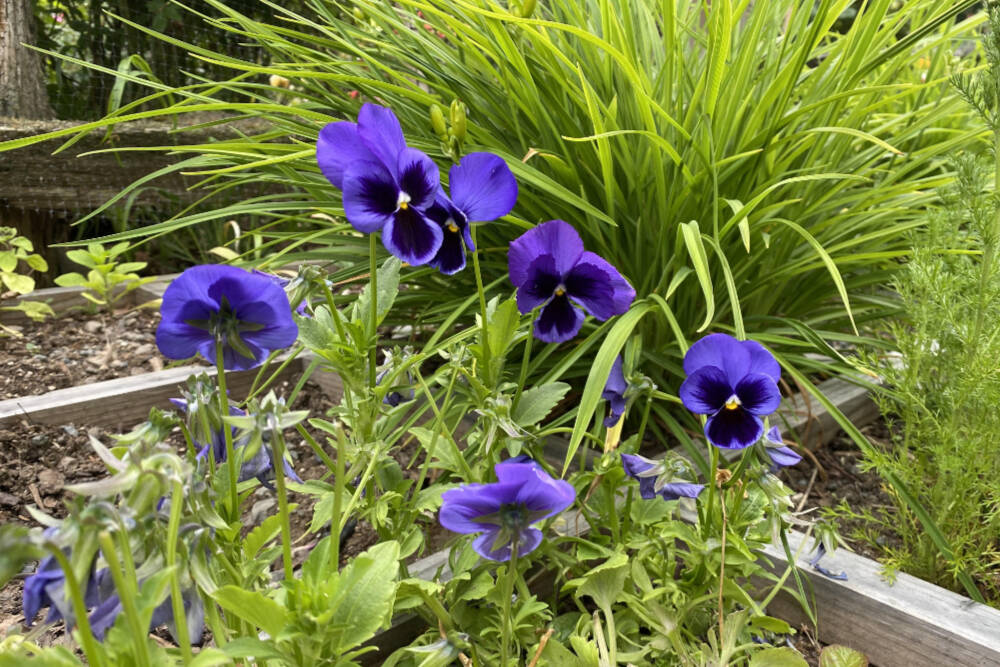 Get It Growing: Summer in the Garden | Sequim Gazette