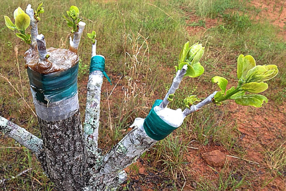 Master Gardeners to host grafting workshop on July 22 | Sequim Gazette