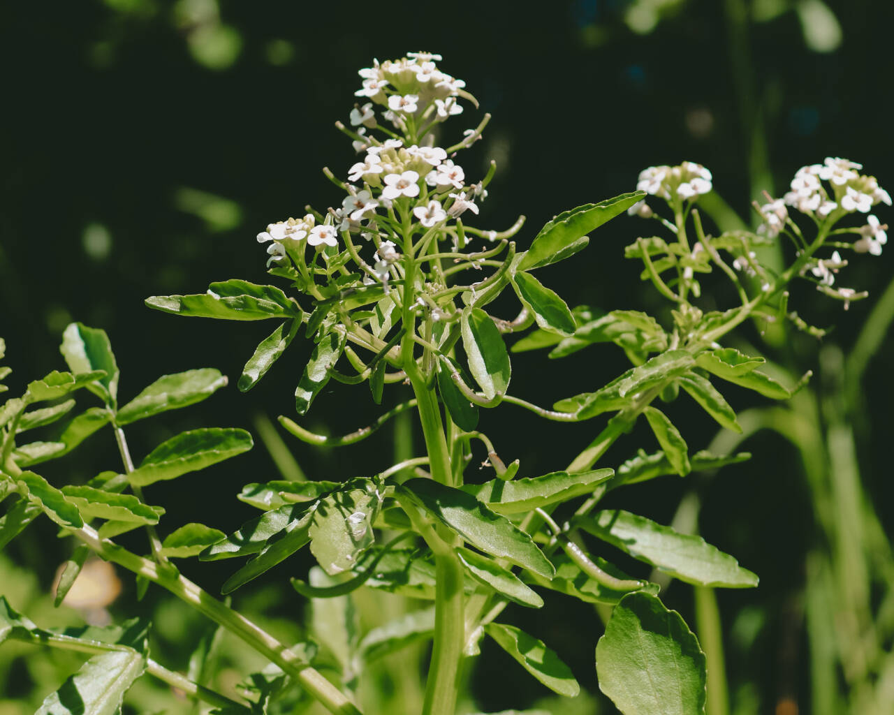 What’s New at the Market: Watercress Farm blends science with artistic vision | Sequim Gazette