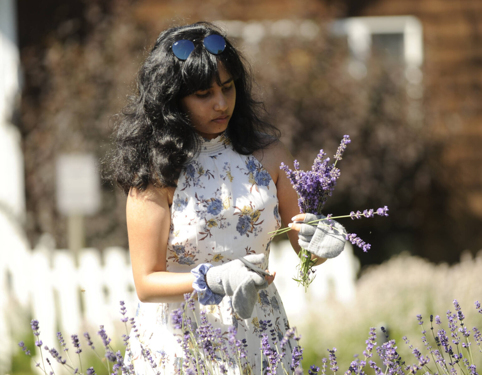 Lavender fans and farmers keep the fun going | Sequim Gazette