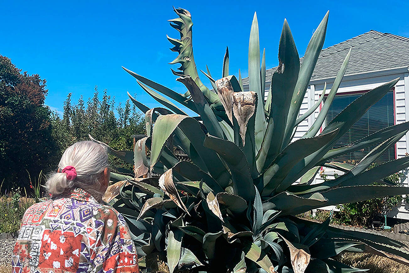 Sequim agave plant readying to bloom after nearly 30 years | Sequim Gazette