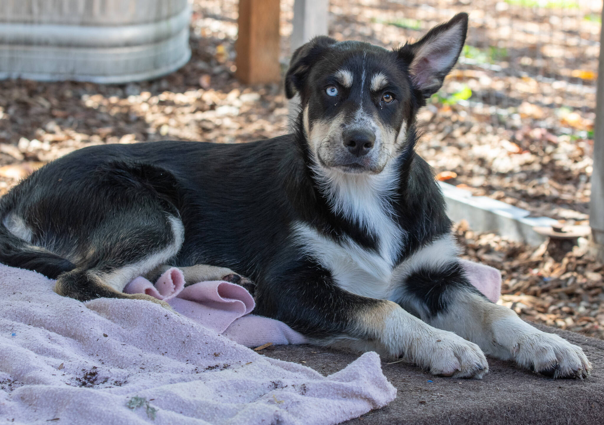 PHOTO: WAG hosts open house | Sequim Gazette