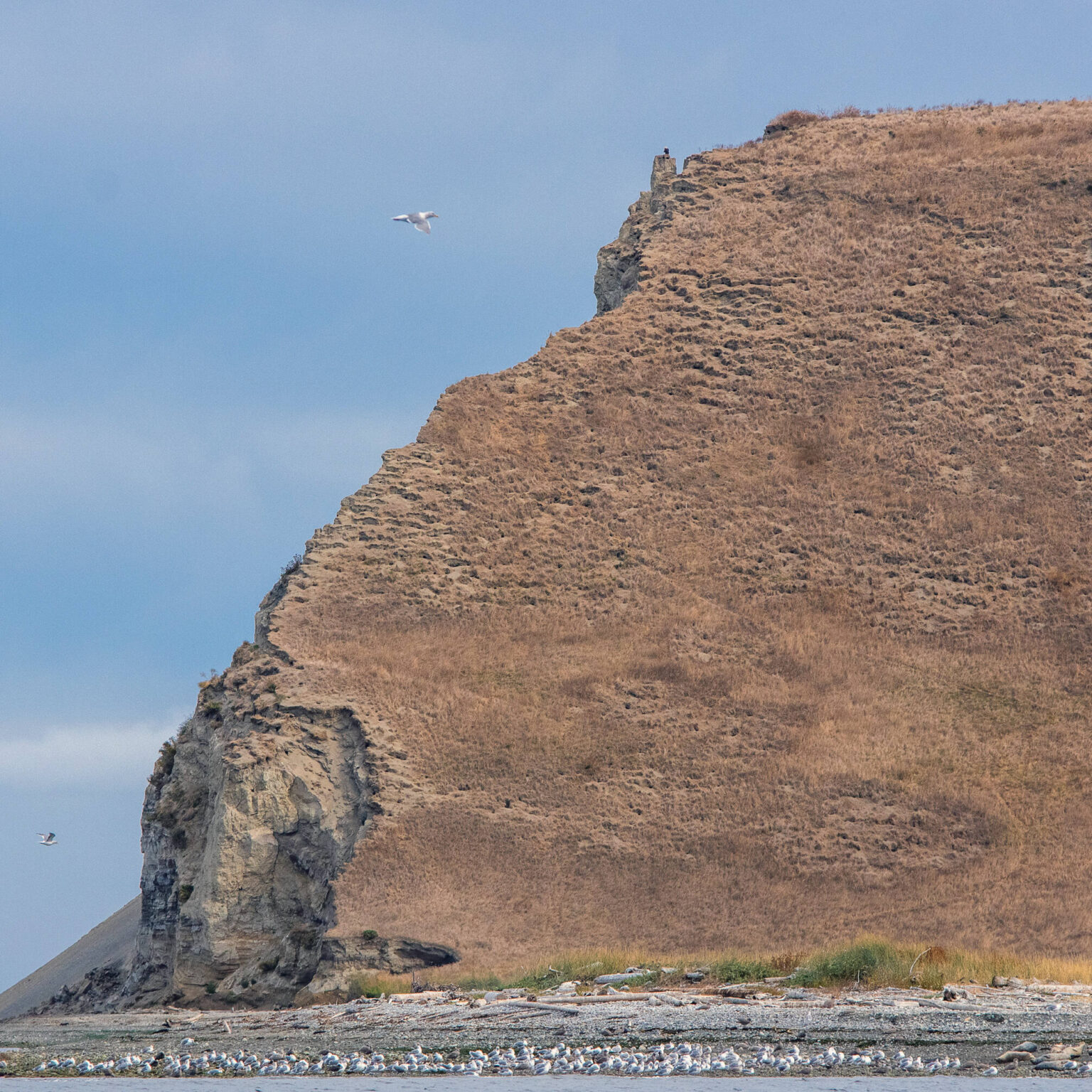 A look into mysterious, magical Protection Island | Sequim Gazette