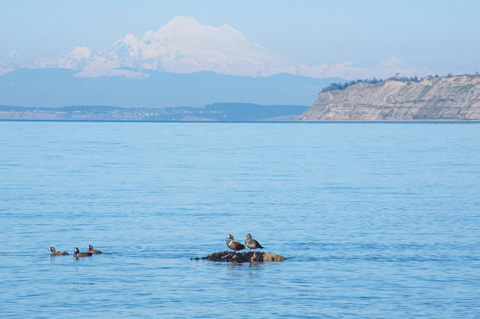 A look into mysterious, magical Protection Island | Sequim Gazette