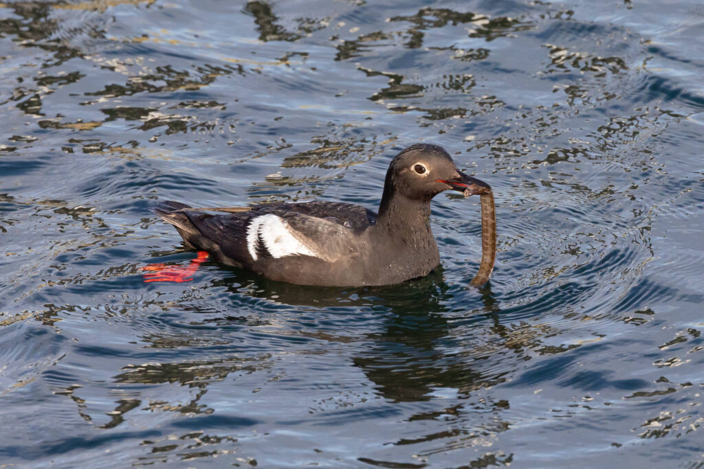 A look into mysterious, magical Protection Island | Sequim Gazette