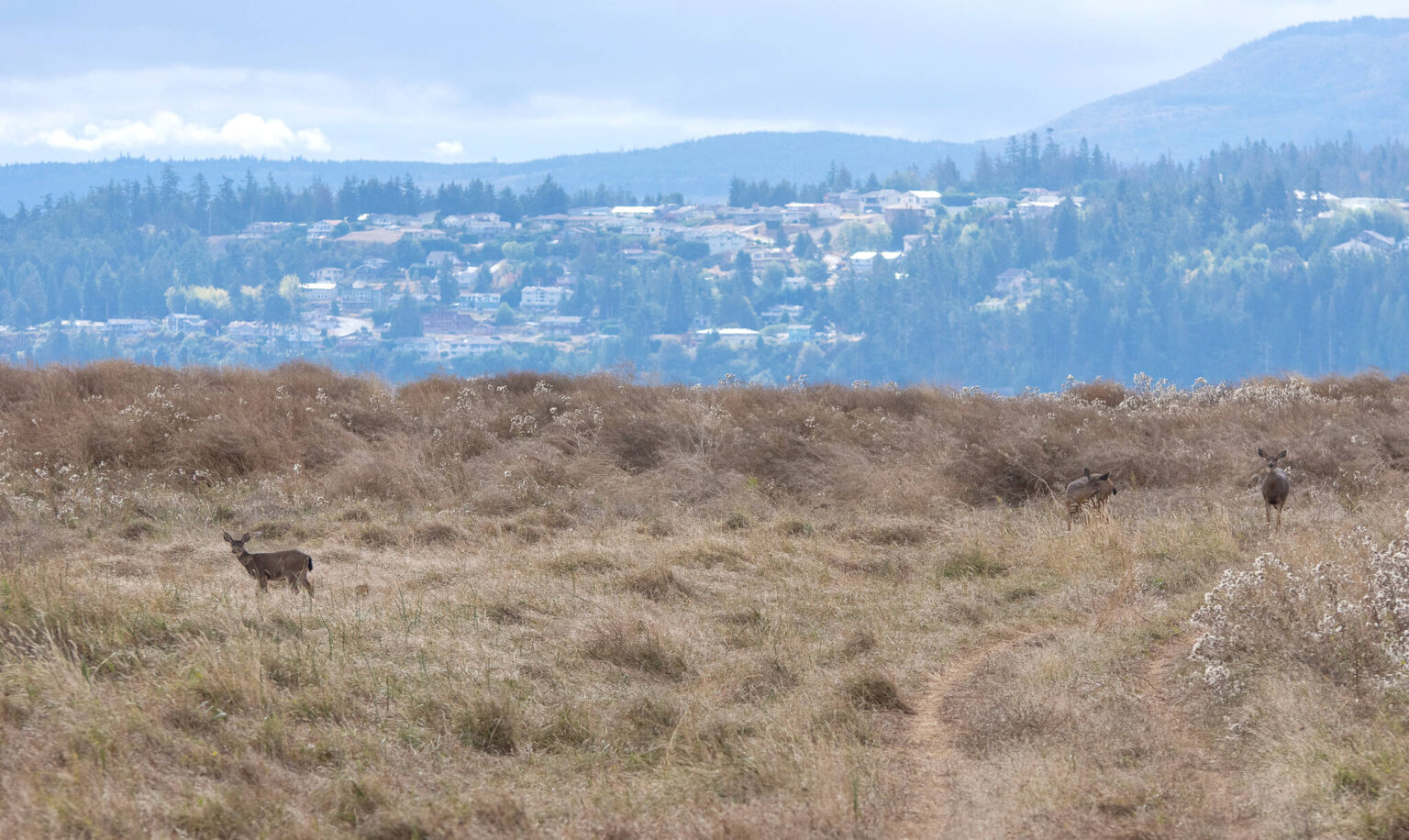 A look into mysterious, magical Protection Island | Sequim Gazette