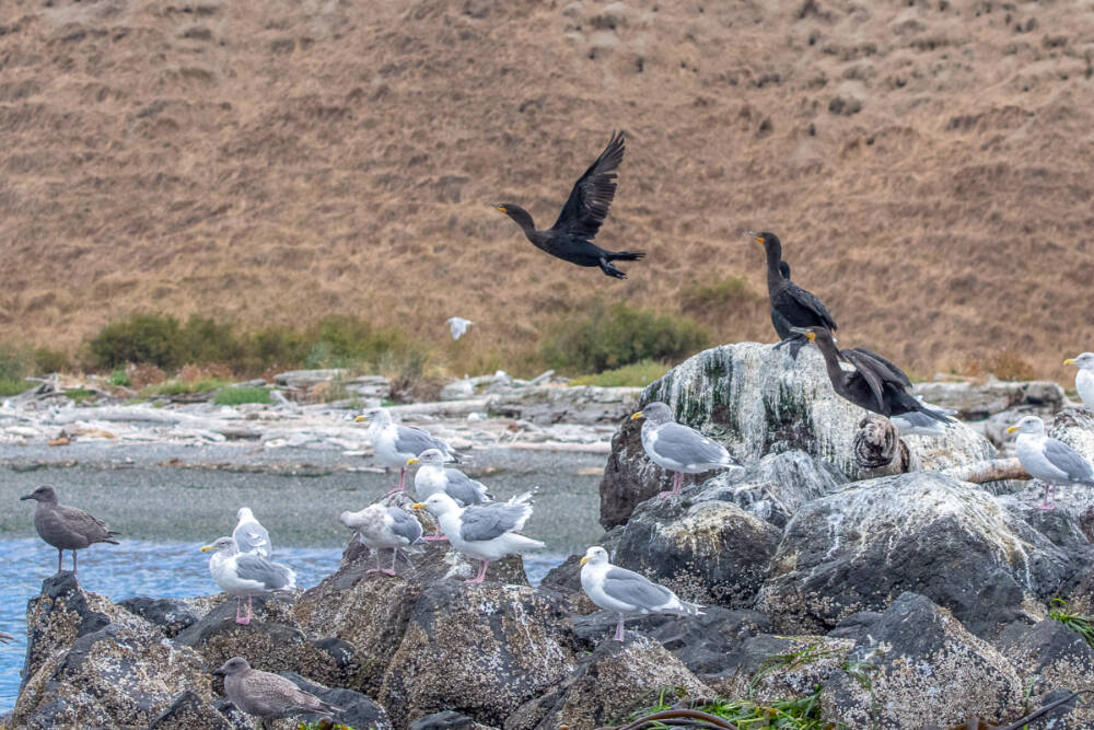A look into mysterious, magical Protection Island | Sequim Gazette