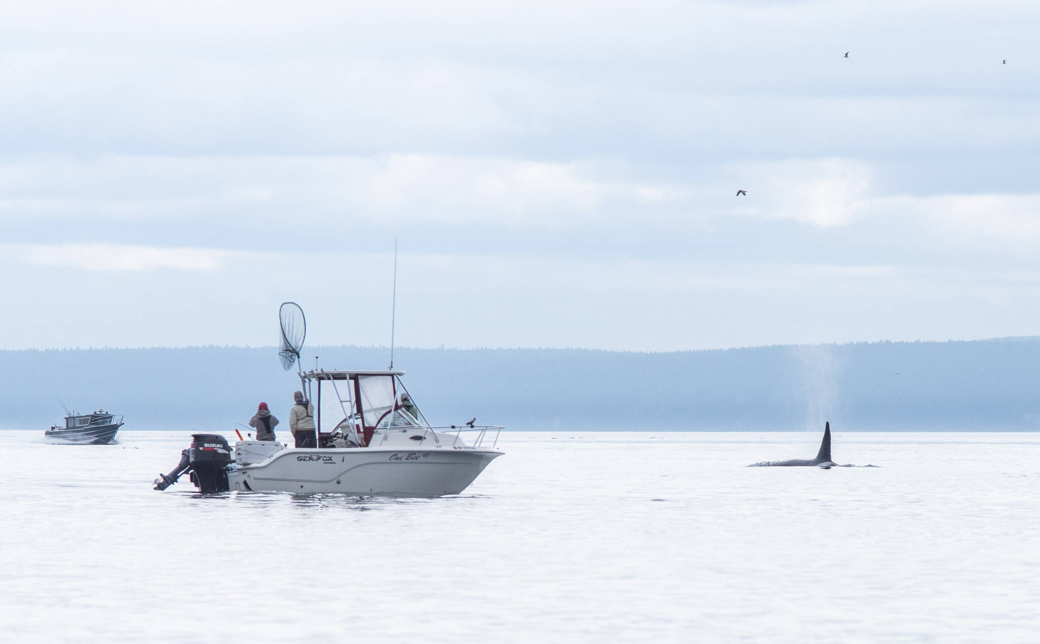 A day on the water with Fish and Wildlife | Sequim Gazette