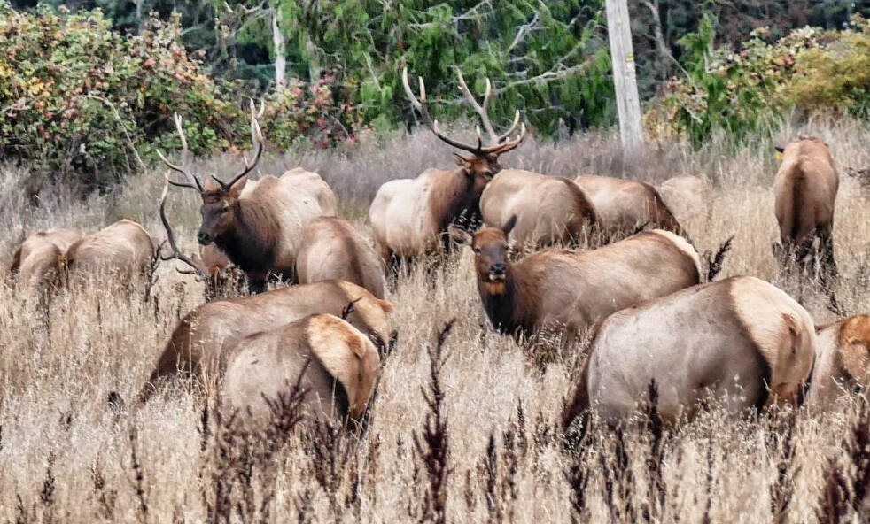 PHOTO: Elks on the move | Sequim Gazette