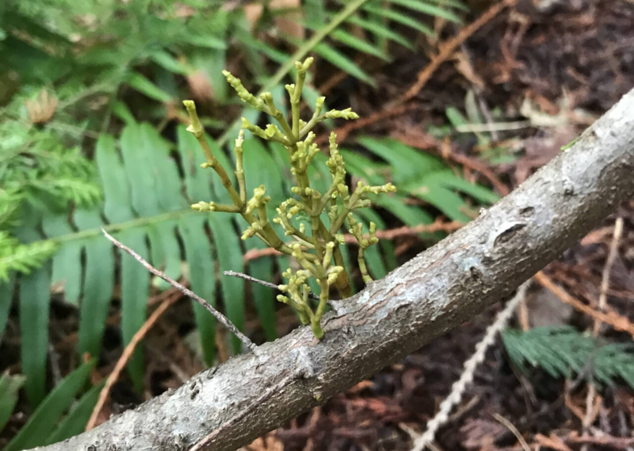 Learn about what’s impacting health of our forests | Sequim Gazette