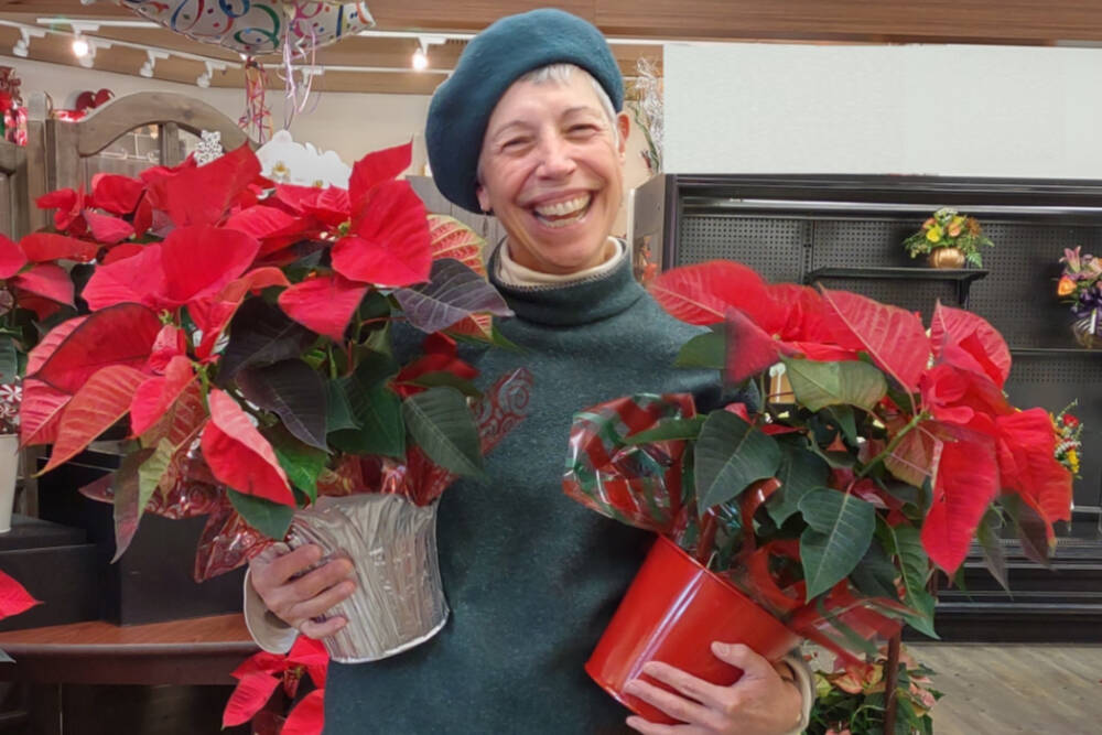 The Amazing Tale of the Poinsettia, Part I | Sequim Gazette