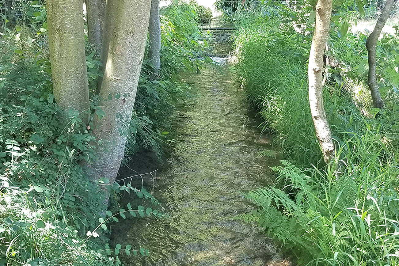 Plan to pipe Sequim’s original irrigation ditch draws ire of ...