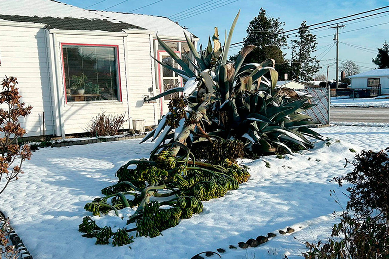 Agave plant falls to cold weather | Sequim Gazette