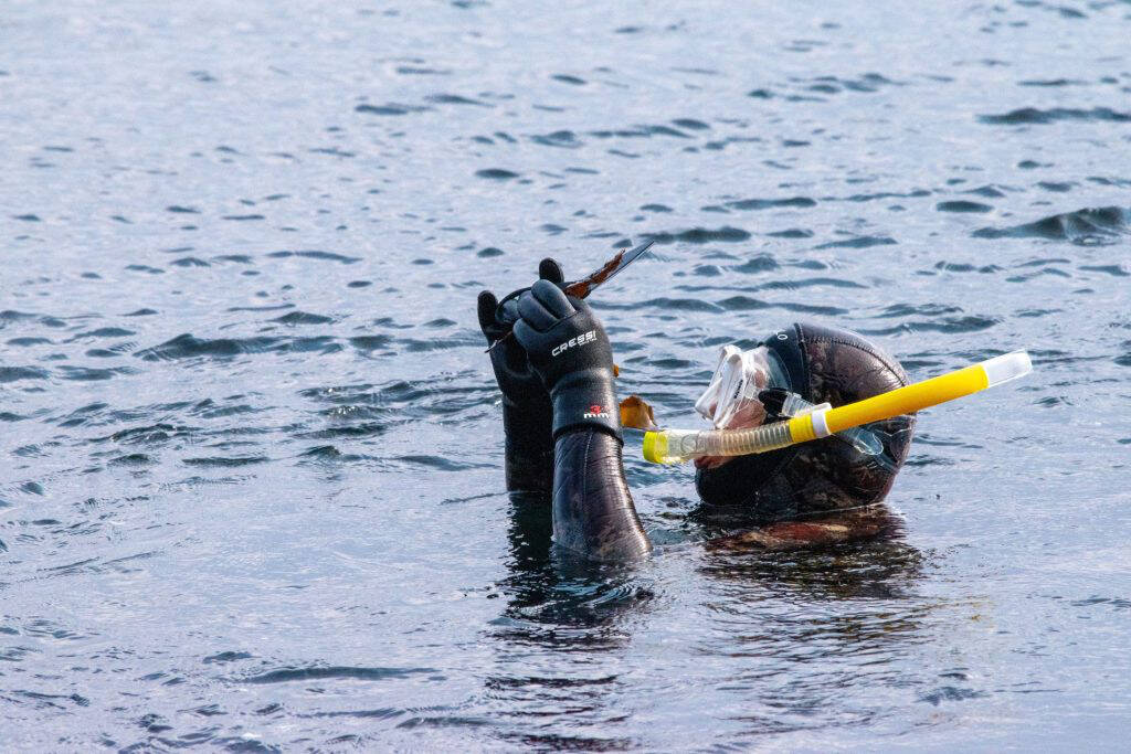 Tribe, partners preserving kelp for restoration needs | Sequim Gazette