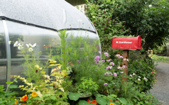 Get It Growing: Native plants for low maintenance landscaping | Sequim ...