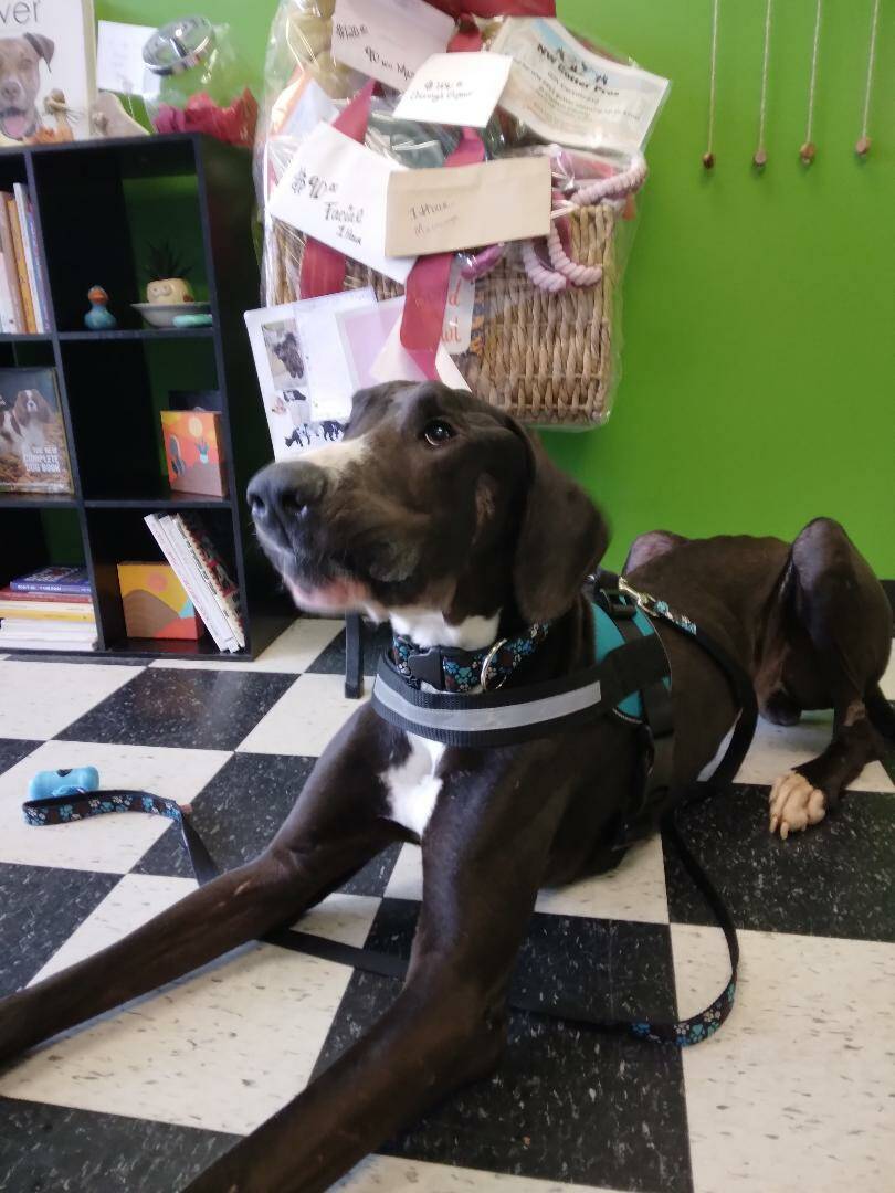 Recovering WAG dog celebrates with community | Sequim Gazette