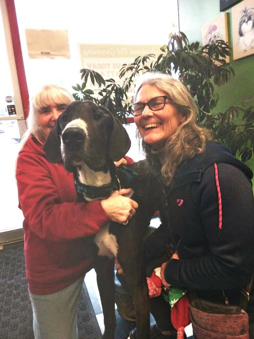 Recovering WAG dog celebrates with community | Sequim Gazette