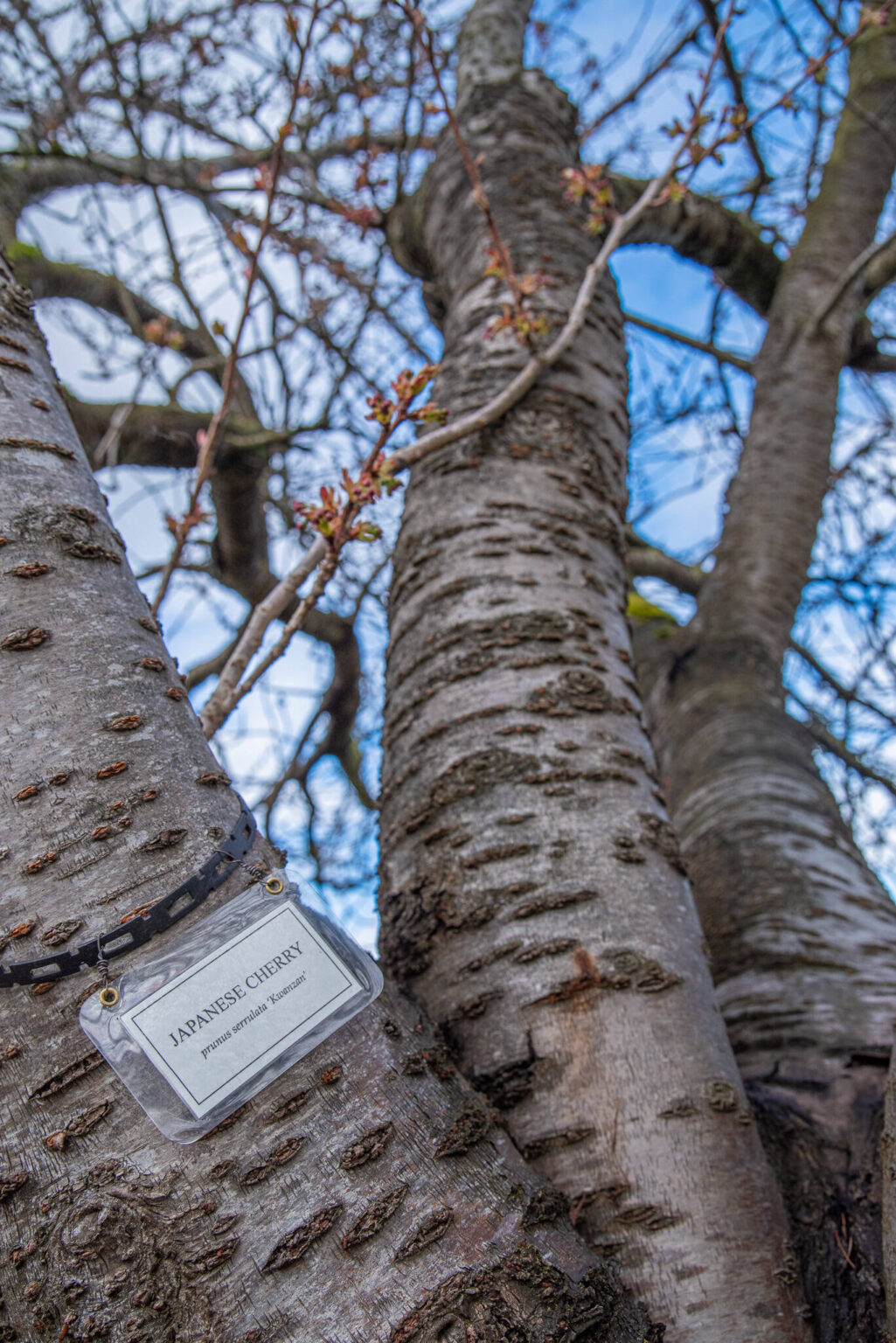 Pioneer Memorial Park grows into an arboretum | Sequim Gazette