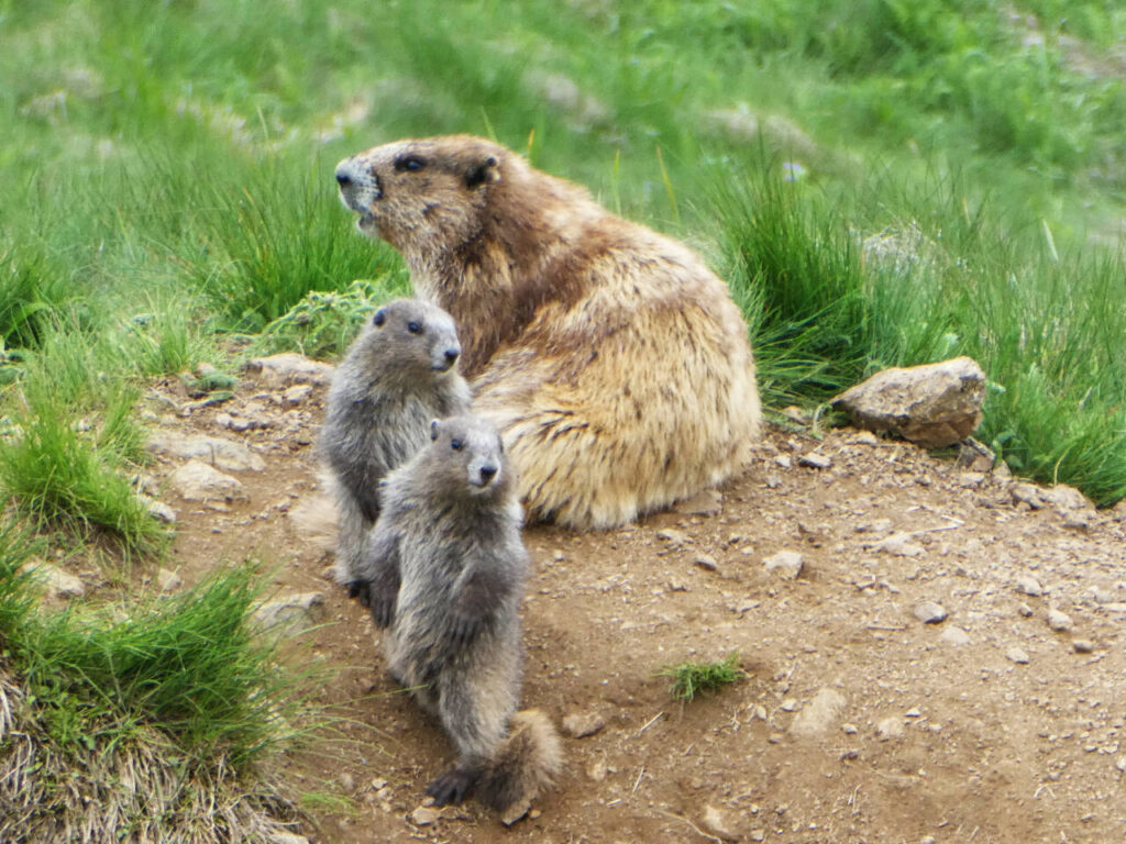 Environmentalists seek protections for marmots on Olympic Peninsula ...